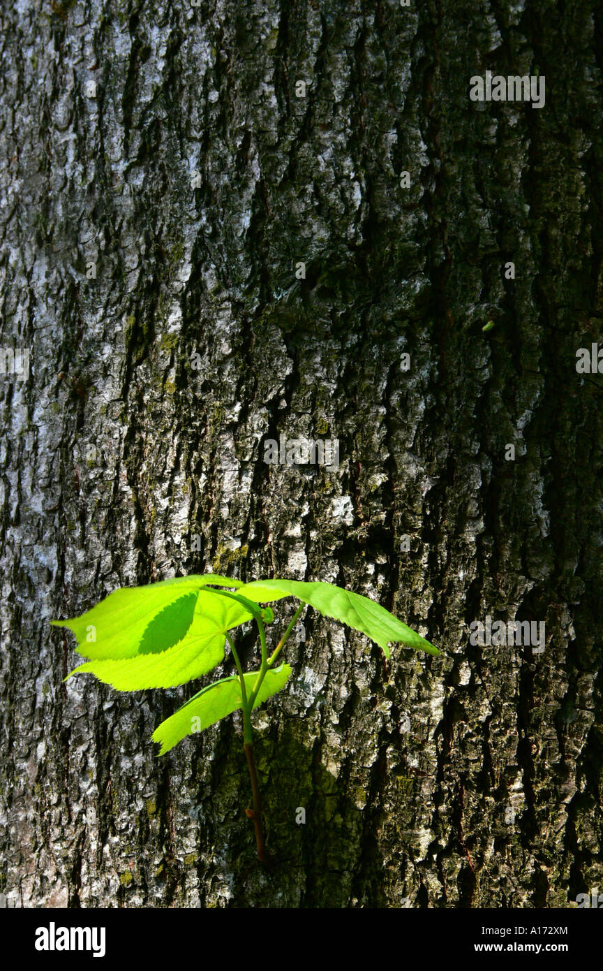 trunk with a green leaf Stock Photo - Alamy