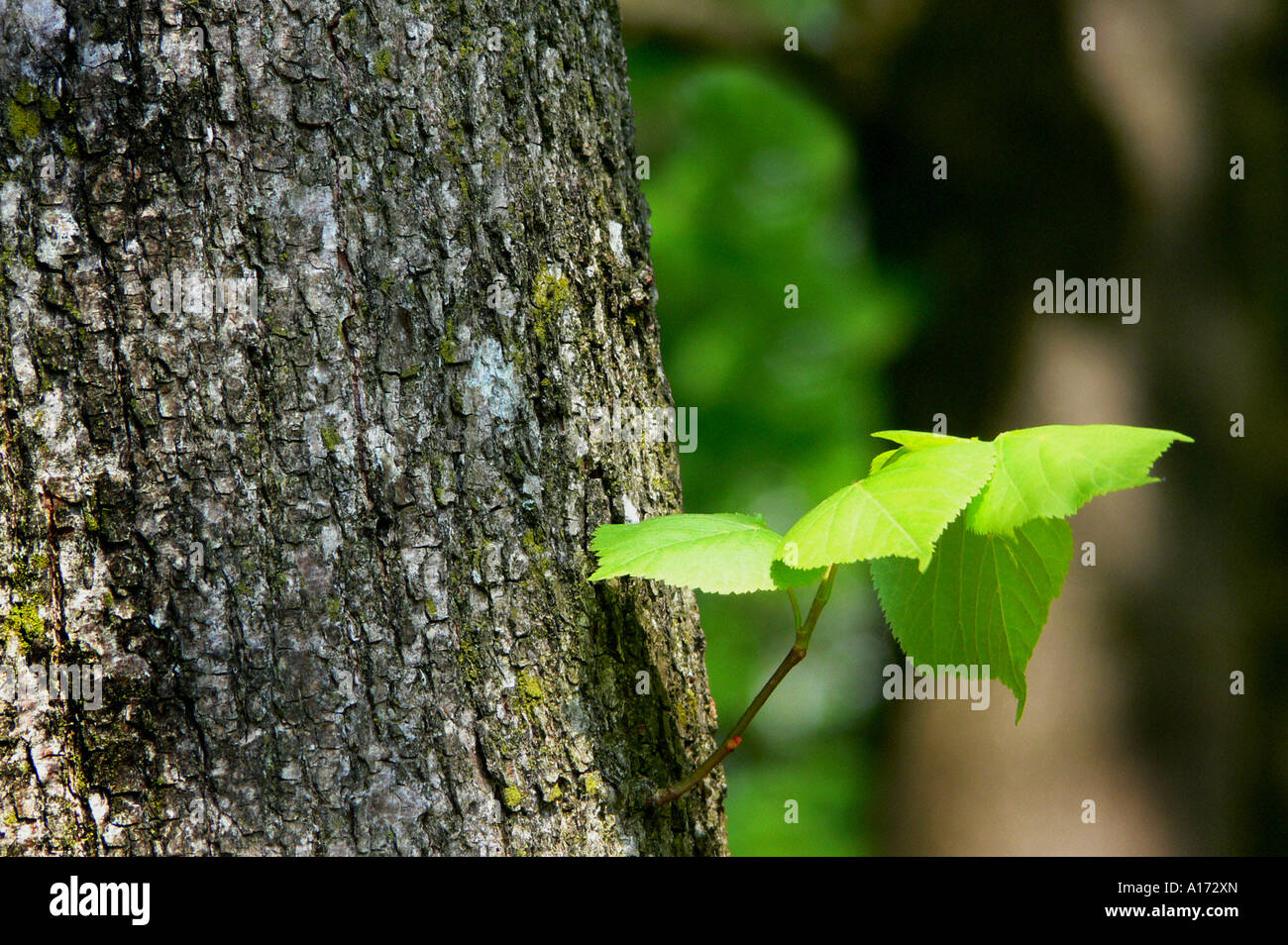 trunk with a green leaf Stock Photo - Alamy