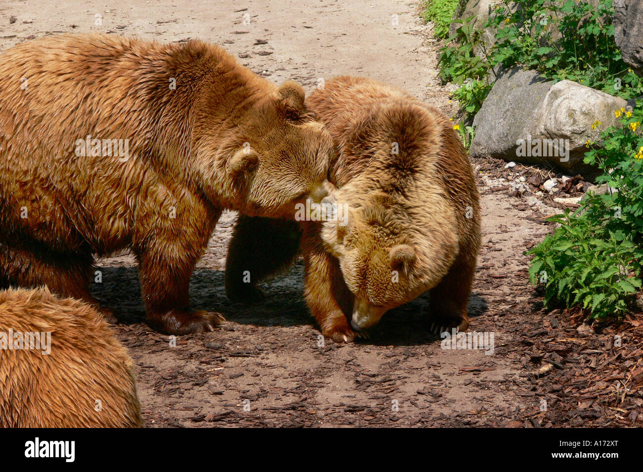 bears in the zoo Stock Photo - Alamy