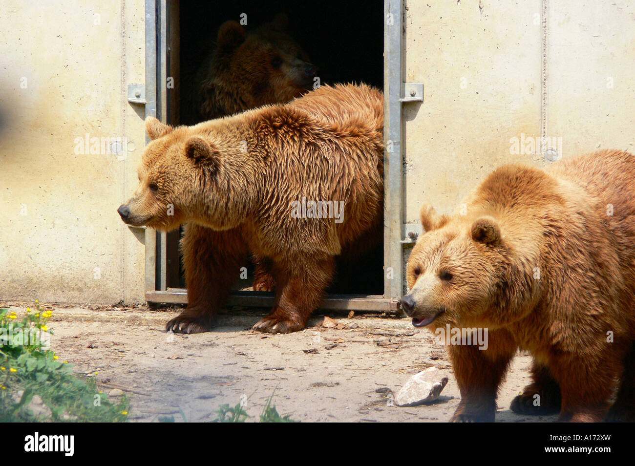 bears in the zoo Stock Photo - Alamy