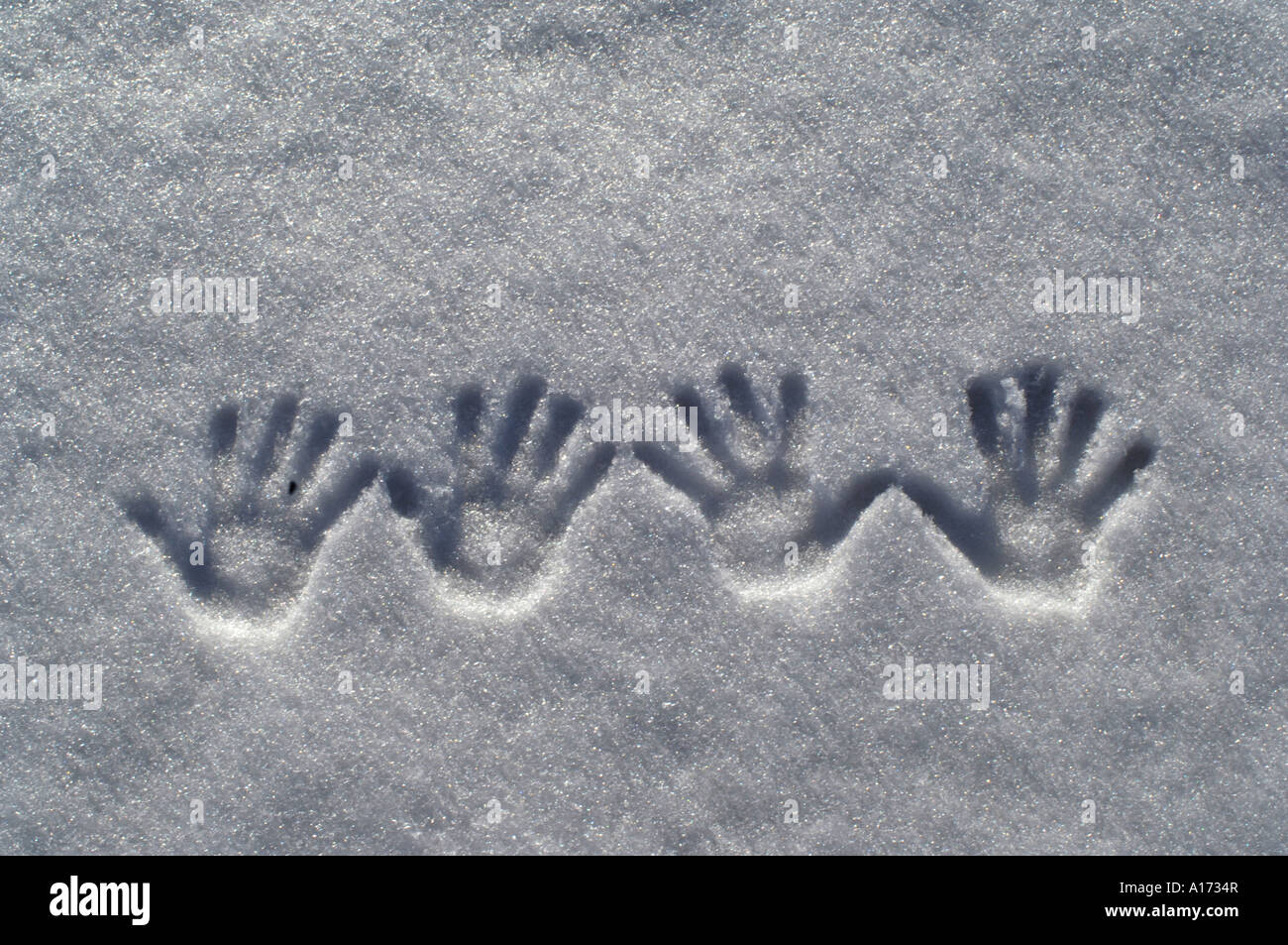 hand marks in the snow Stock Photo - Alamy