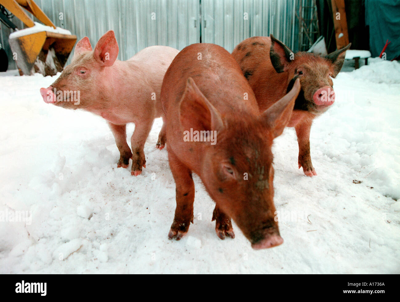 Three little Piggies Stock Photo - Alamy