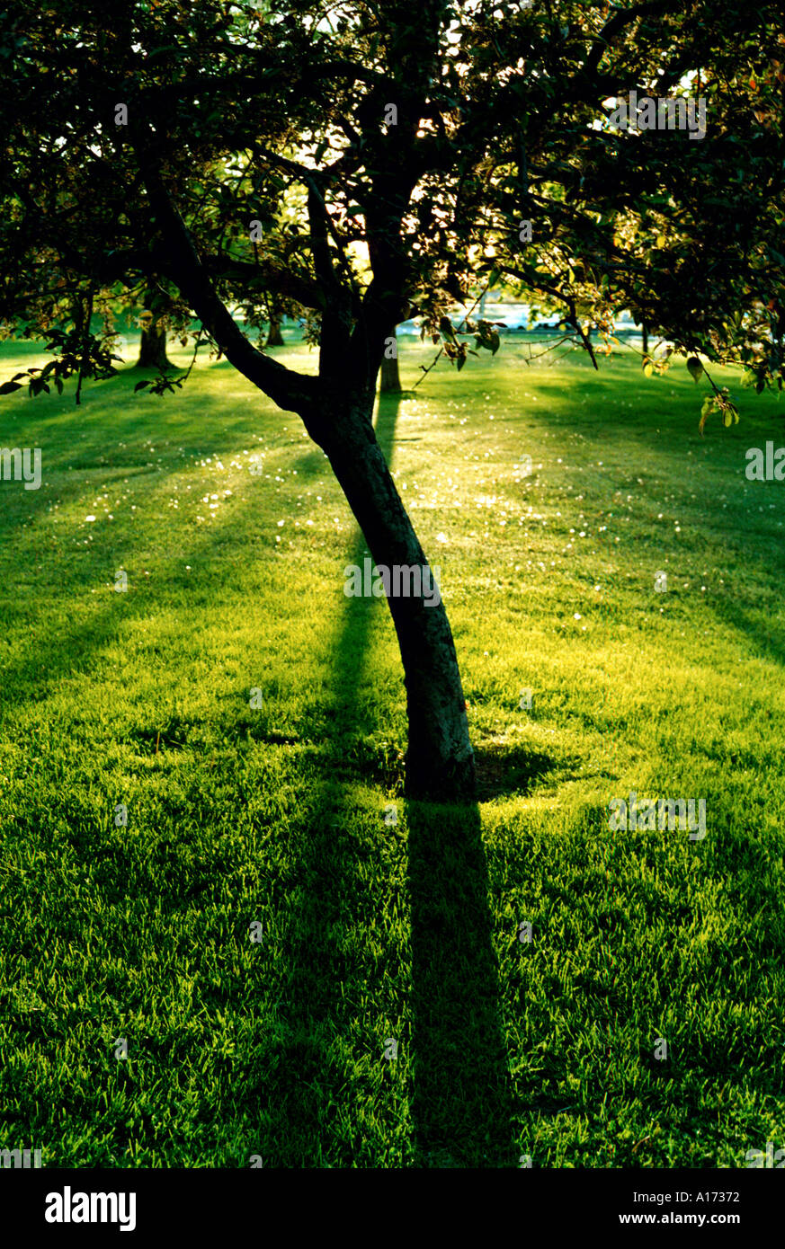 Sunlight through tree Stock Photo - Alamy