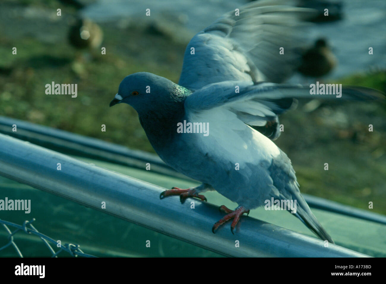 Pigeon legs hi-res stock photography and images - Alamy