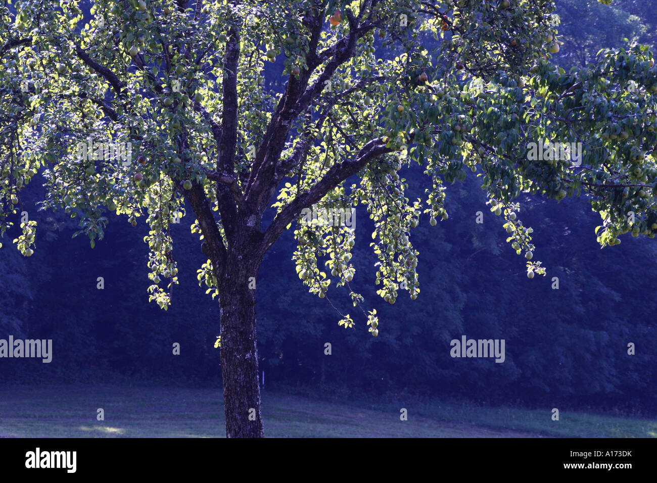 Pear tree well hi-res stock photography and images - Alamy