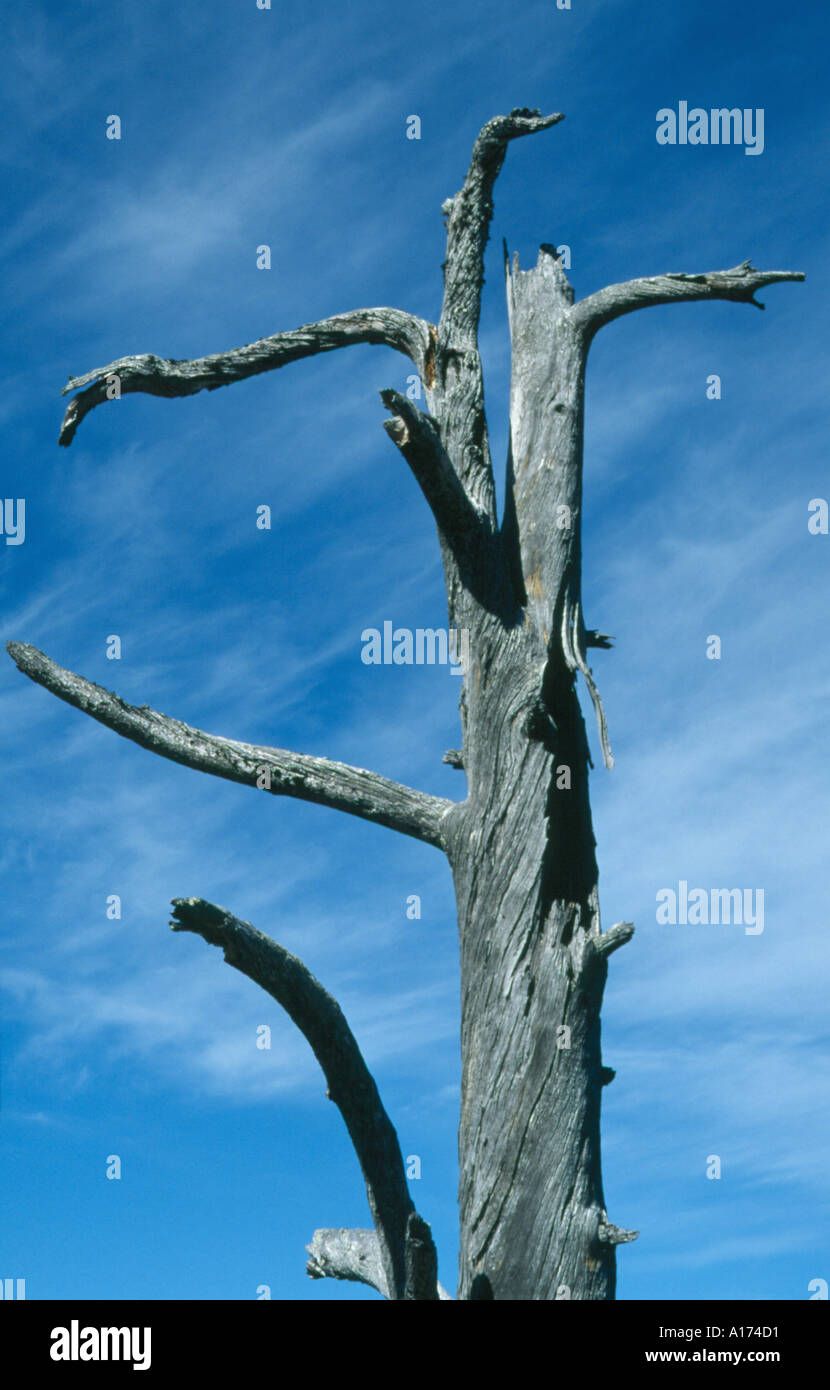 Barkless hi-res stock photography and images - Alamy