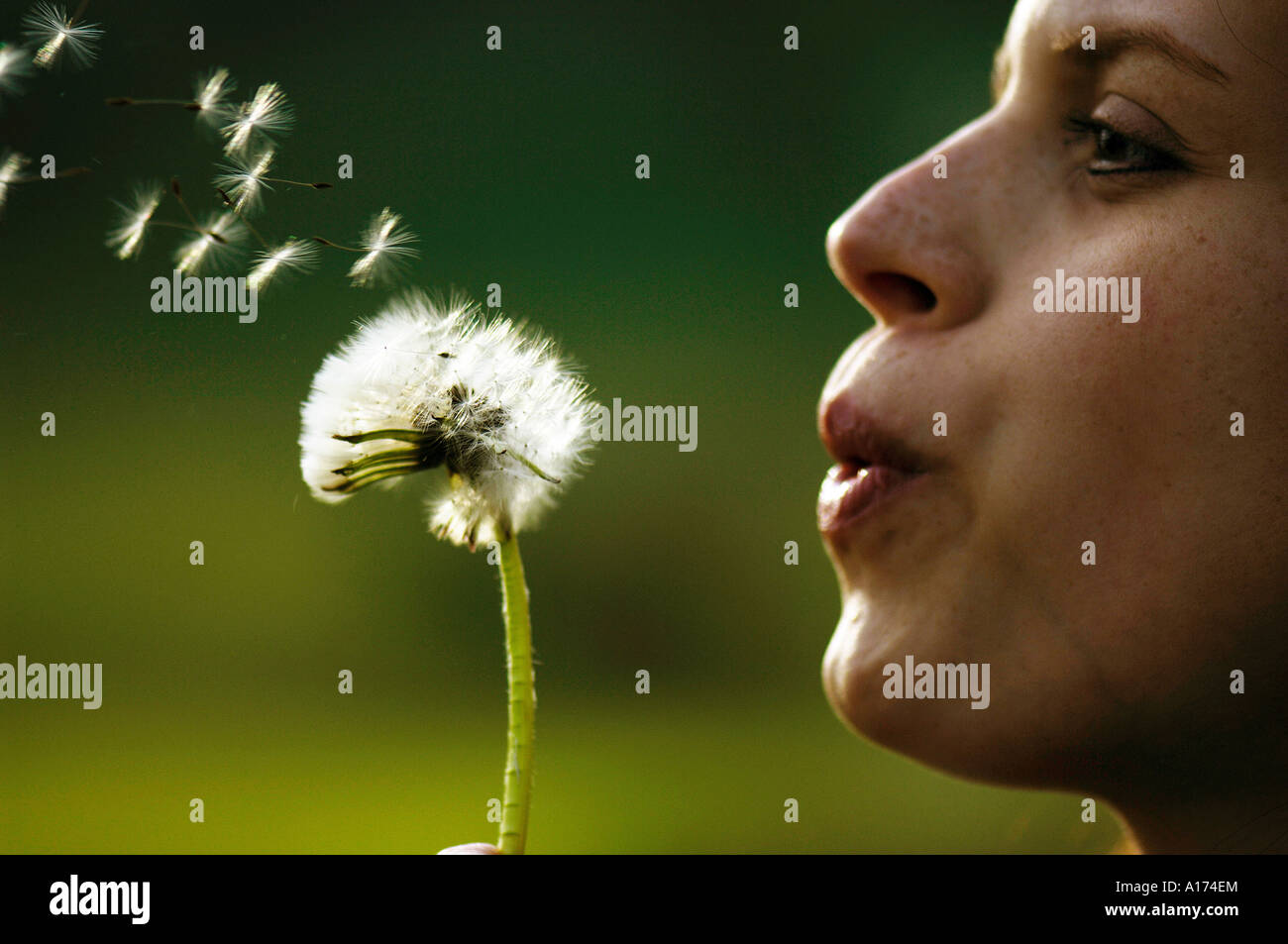 lady with a dandelion Stock Photo - Alamy