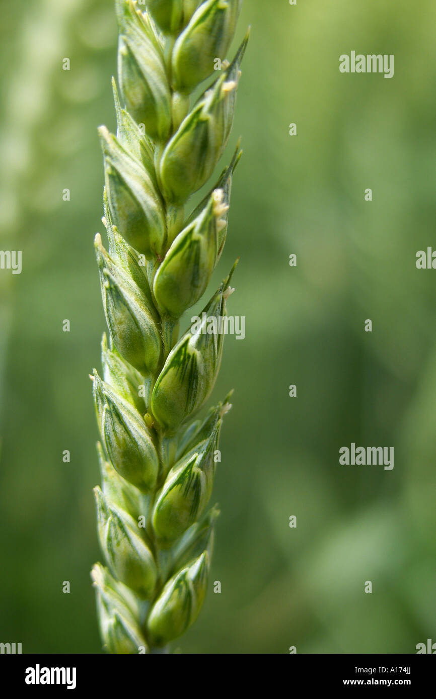 National centre for biological sciences hi-res stock photography and ...