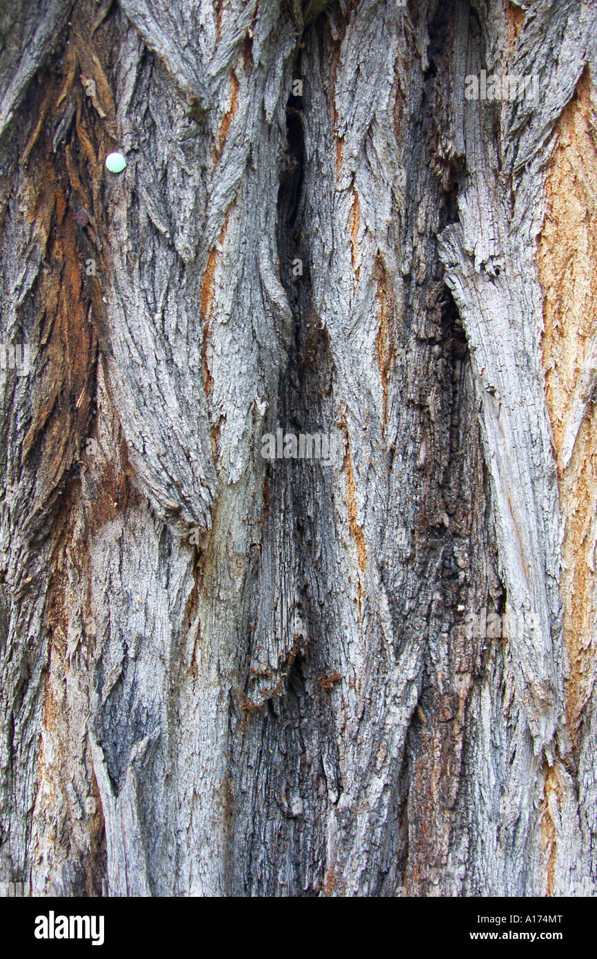 trunk of a tree Stock Photo - Alamy