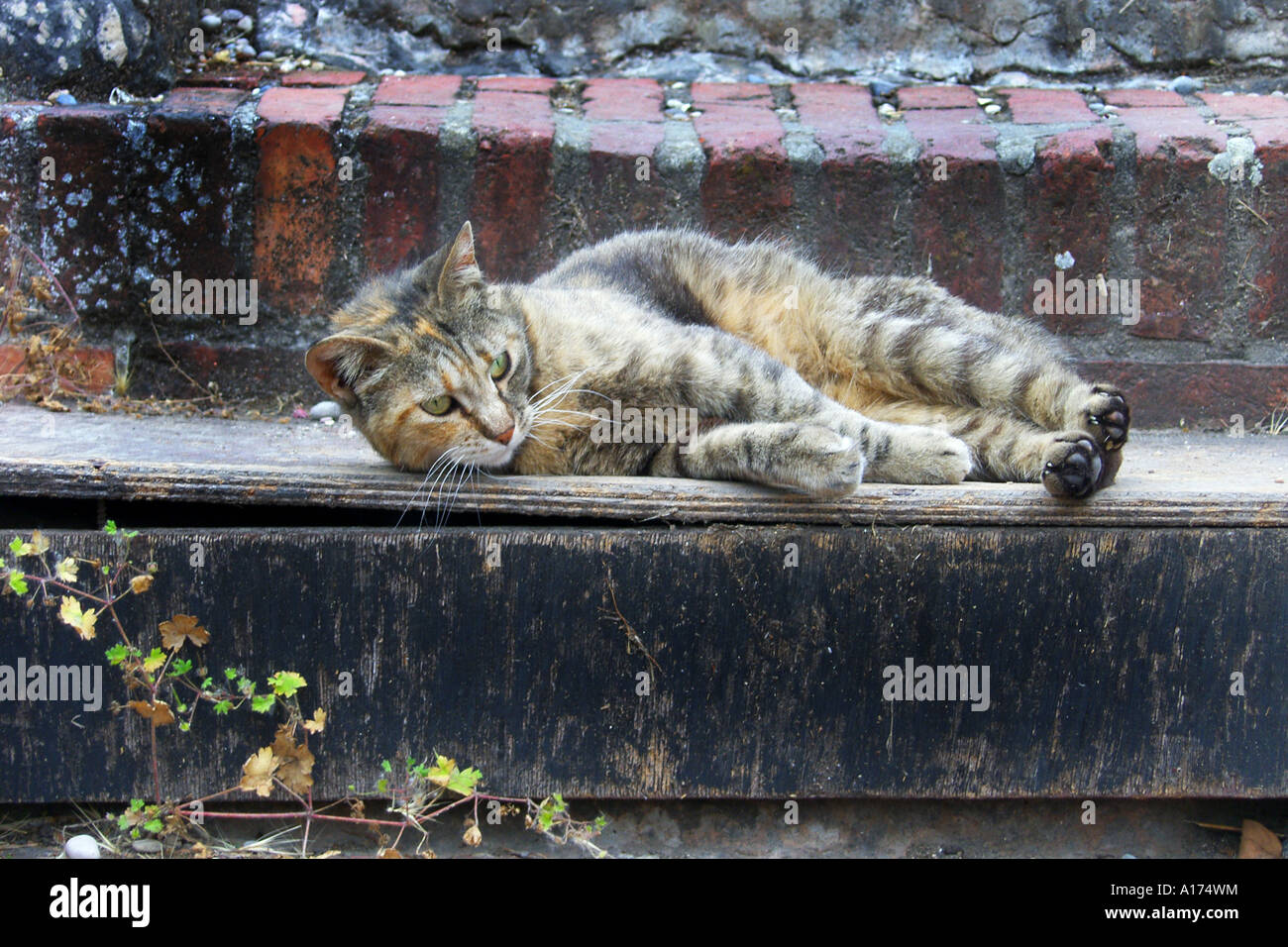 Cat of spare parts hi-res stock photography and images - Alamy