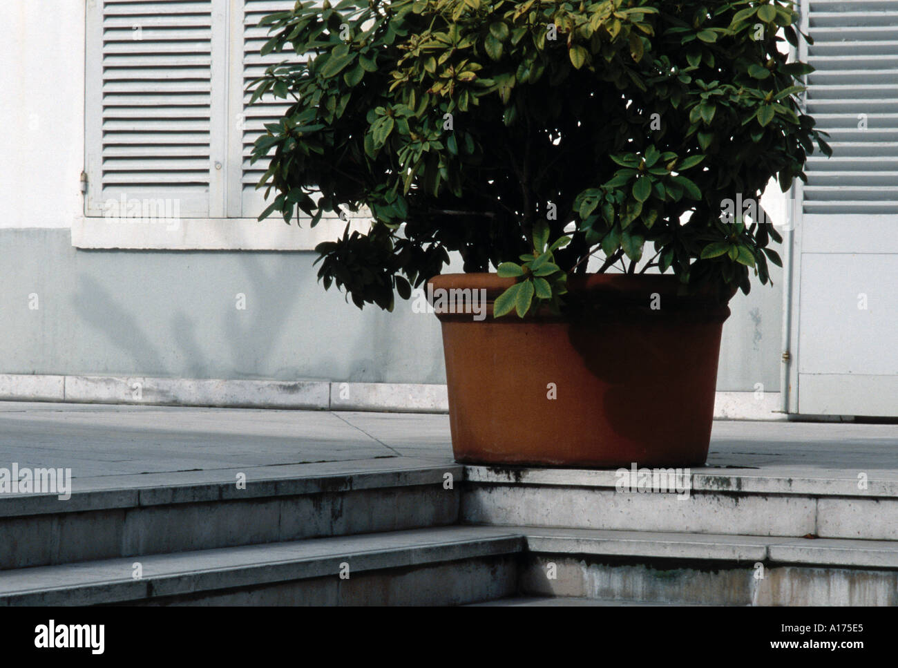 Huge potted plant Paris France Stock Photo - Alamy