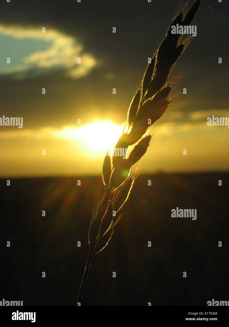 Wheat surplus hi-res stock photography and images - Alamy