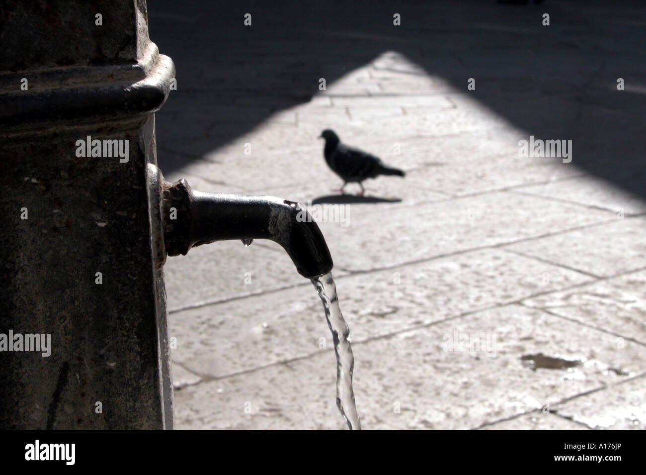 Italy, Venice, fountain and dove Stock Photo - Alamy