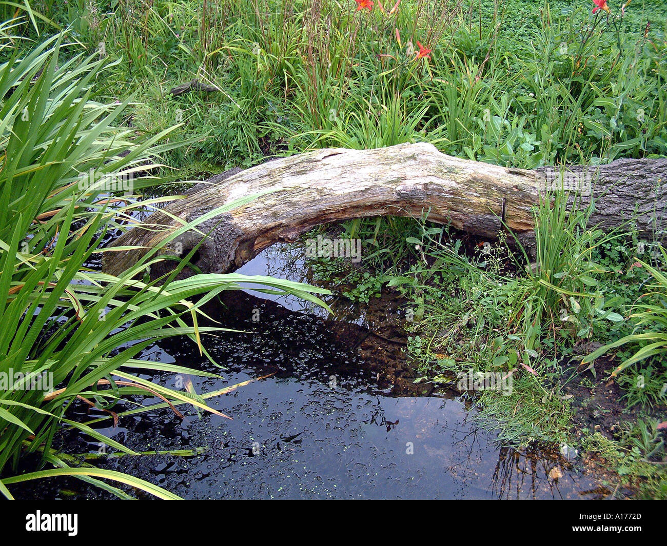 Typical wetland landscape Stock Photo - Alamy