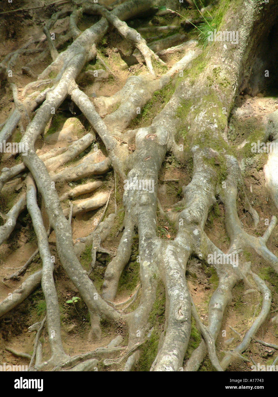 Exposed tree roots forming an interesting pattern Stock Photo - Alamy