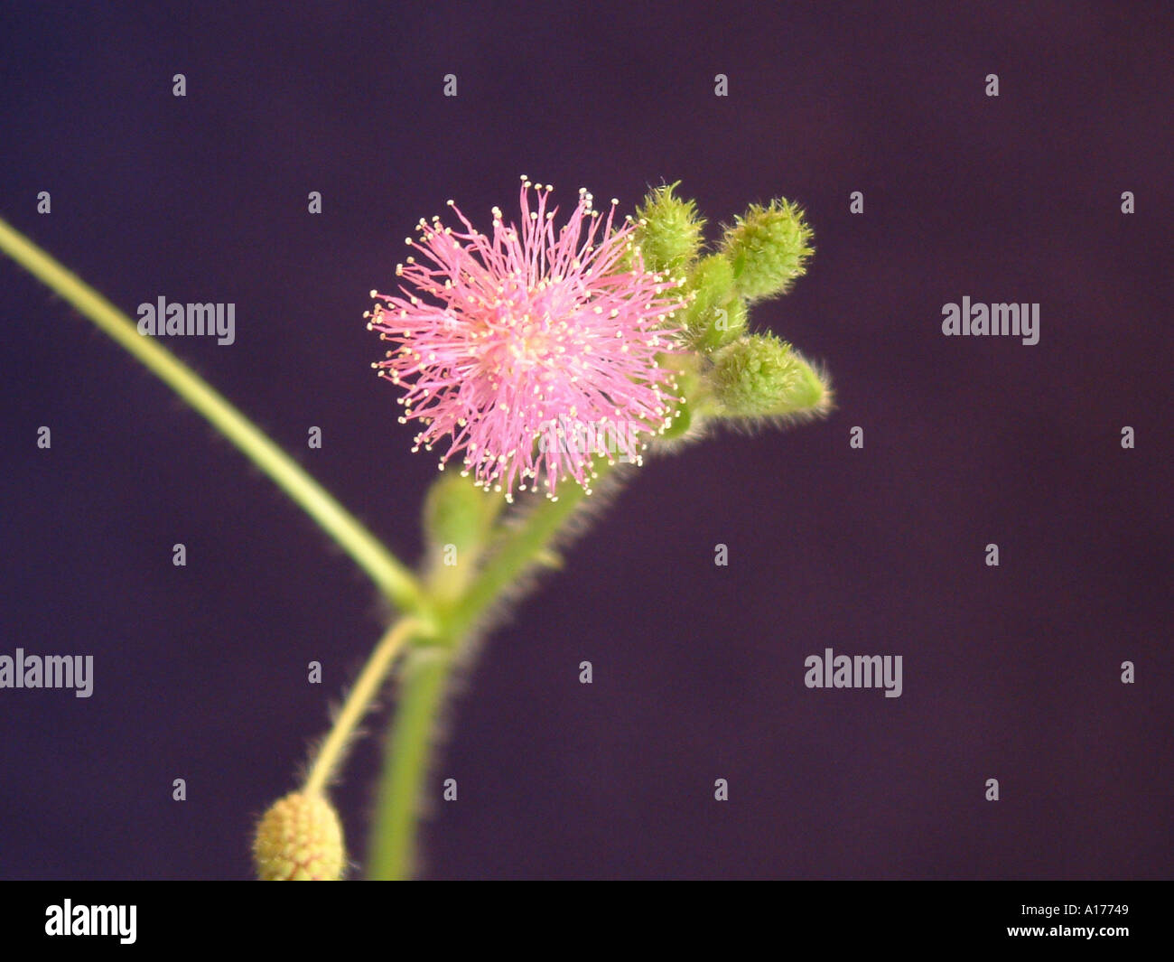 Mimosa pudica Flower The sensitive plant known for folding its leaves ...