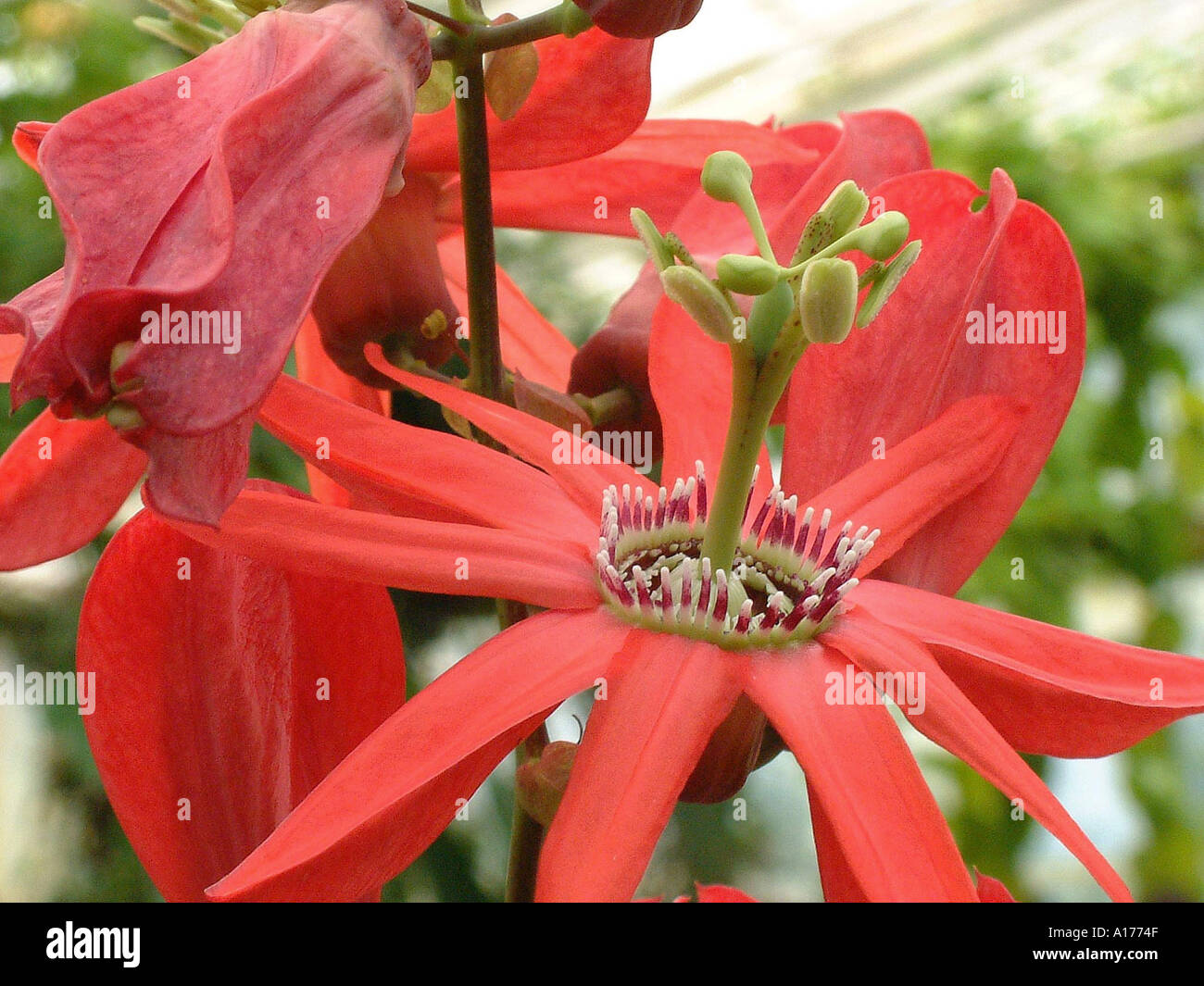 Red passion flower passiflora racemosa hi-res stock photography and ...