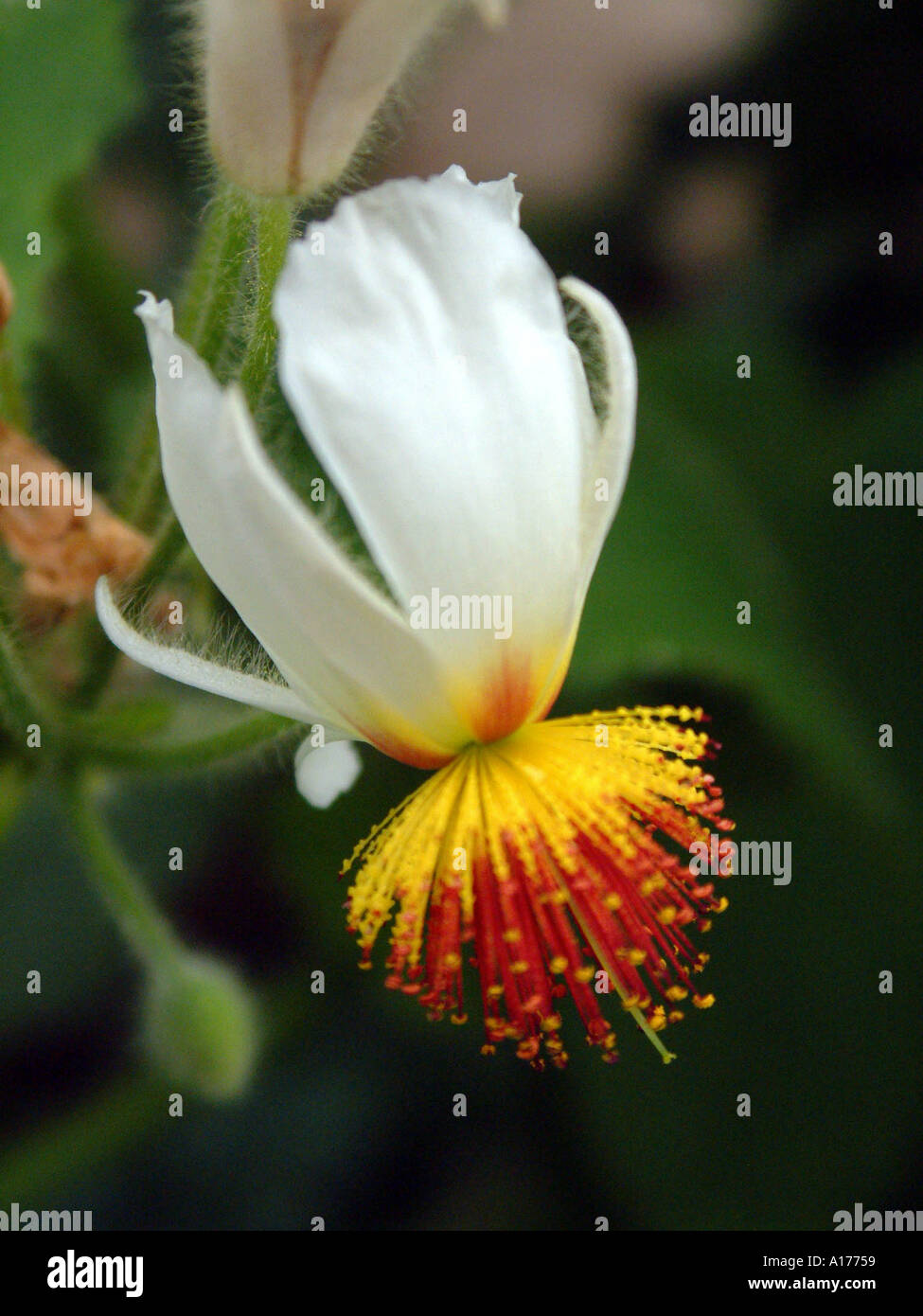 Sparmannia africana in flower Stock Photo - Alamy