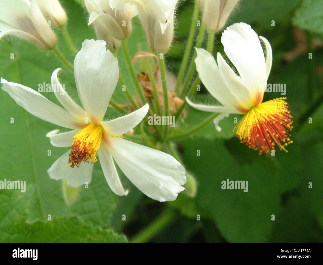 Sparmannia africana hi-res stock photography and images - Alamy