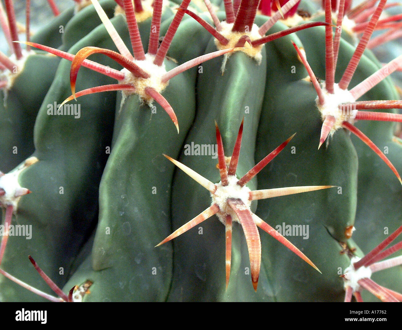 Ferocactus species showing particularly fearsome spines Stock Photo - Alamy