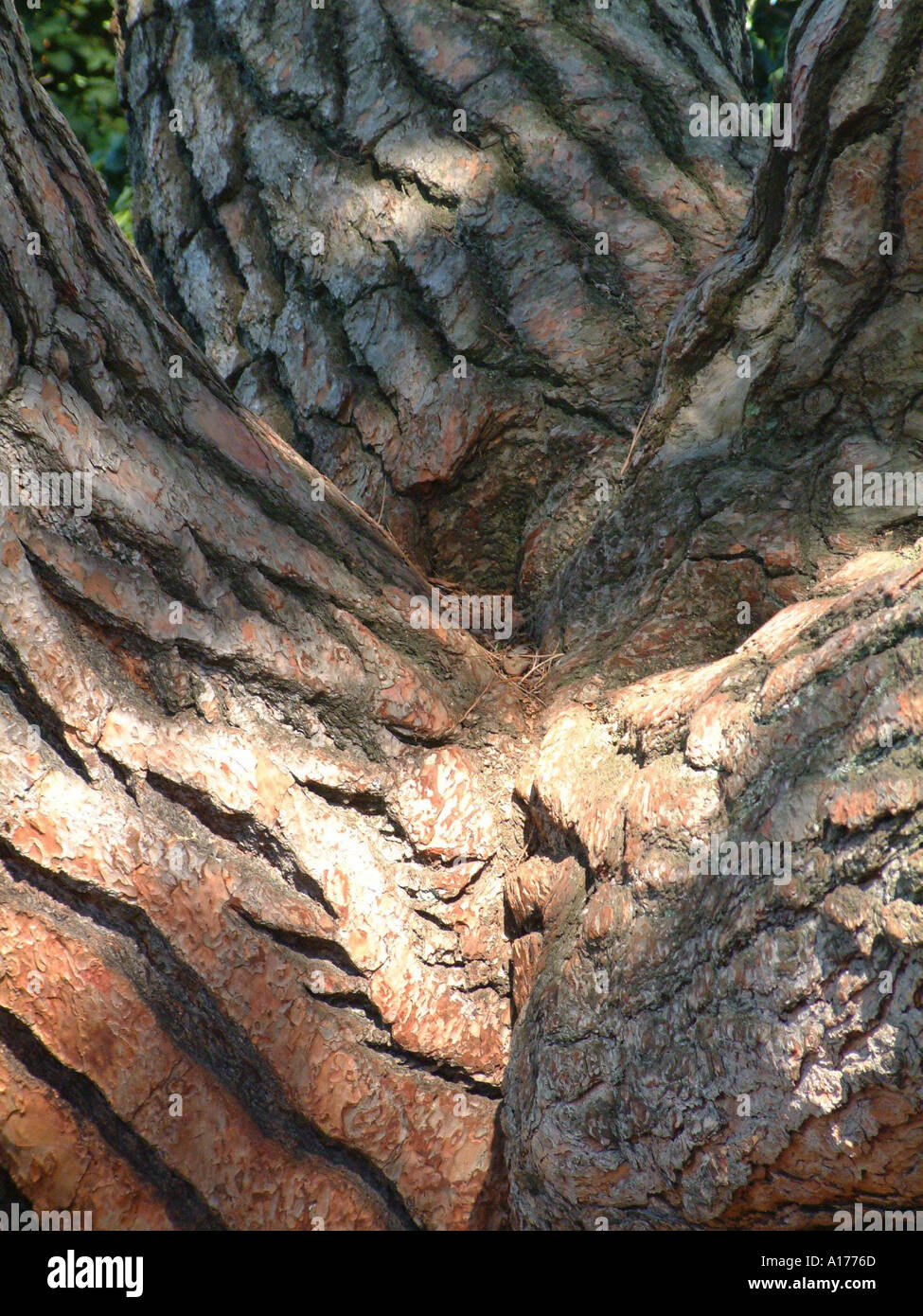 Cedar Tree Trunk Showing bark patterning and colour Stock Photo - Alamy