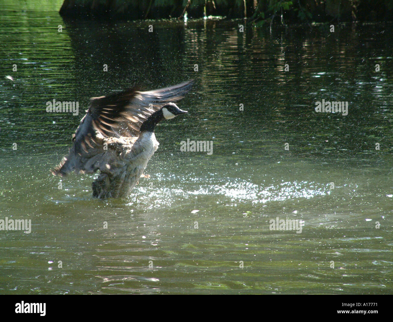 Making a Splash Canada Goose flapping its wings on the water Stock ...