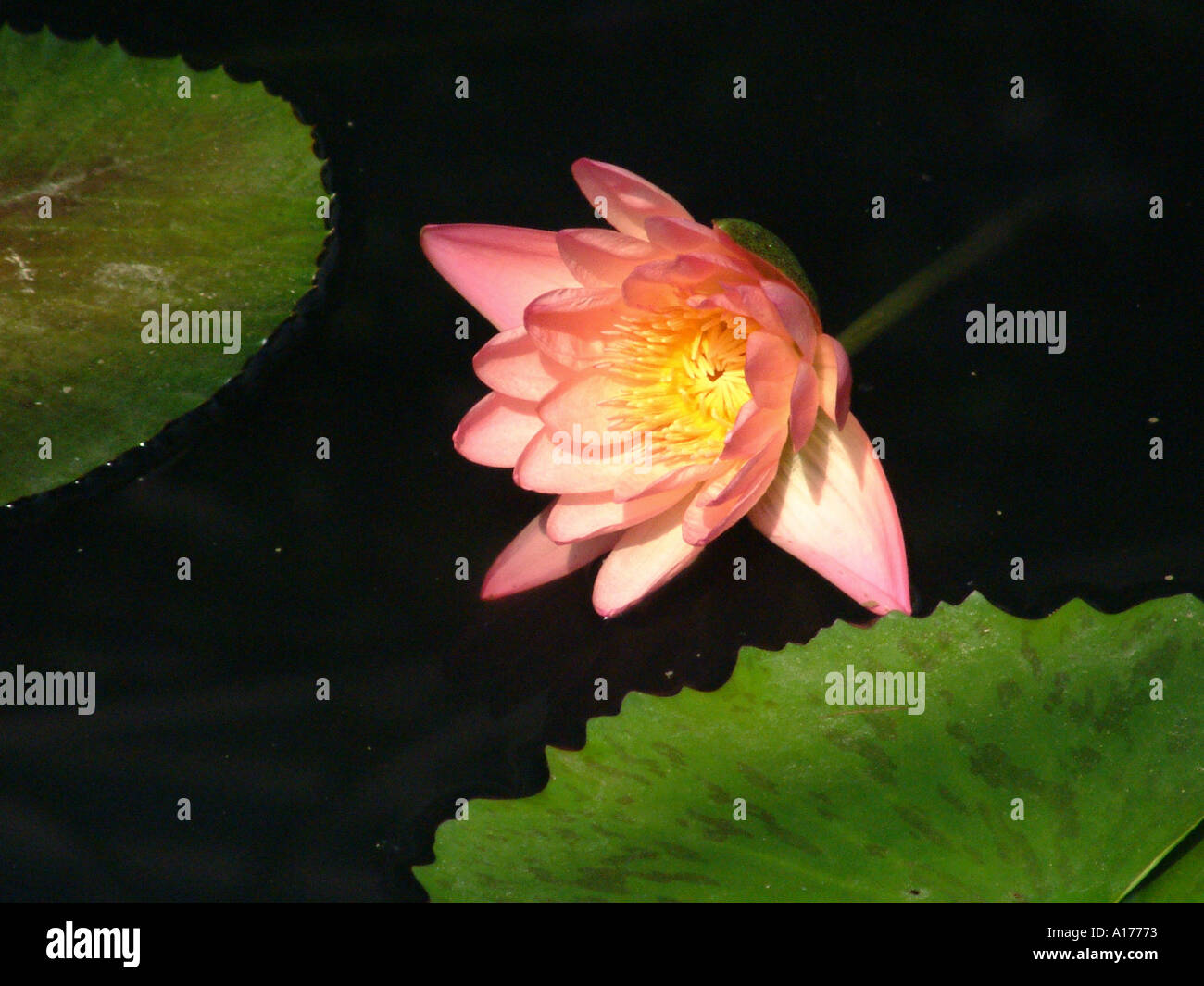 Water Lily Nymphaea hybrid rose pink Stock Photo - Alamy