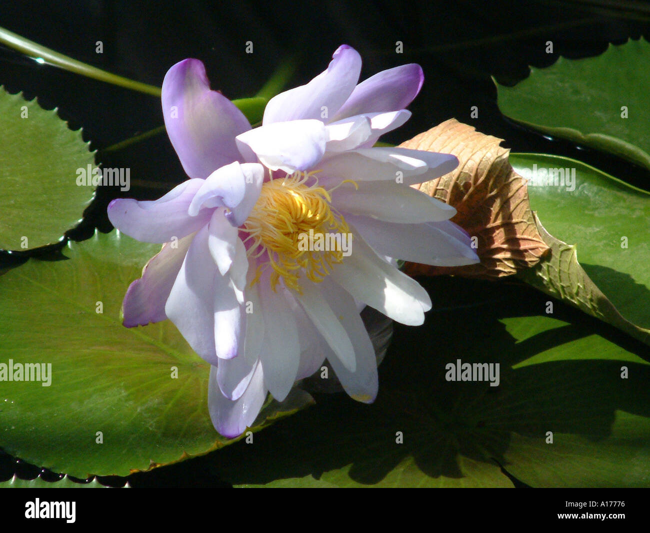 Double flowered Water Lily Nymphaea hybrid Stock Photo - Alamy