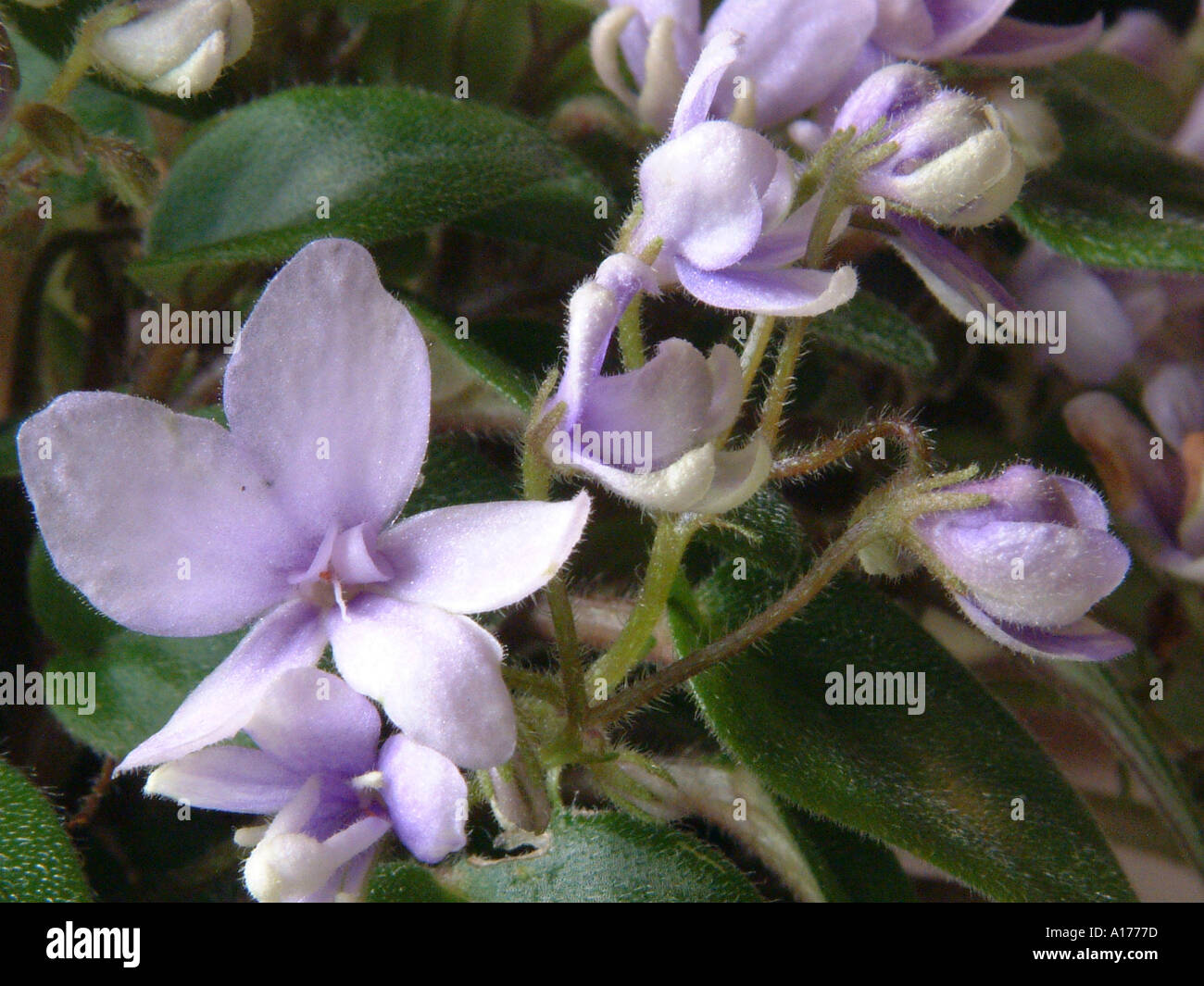 Gundaroo hi-res stock photography and images - Alamy