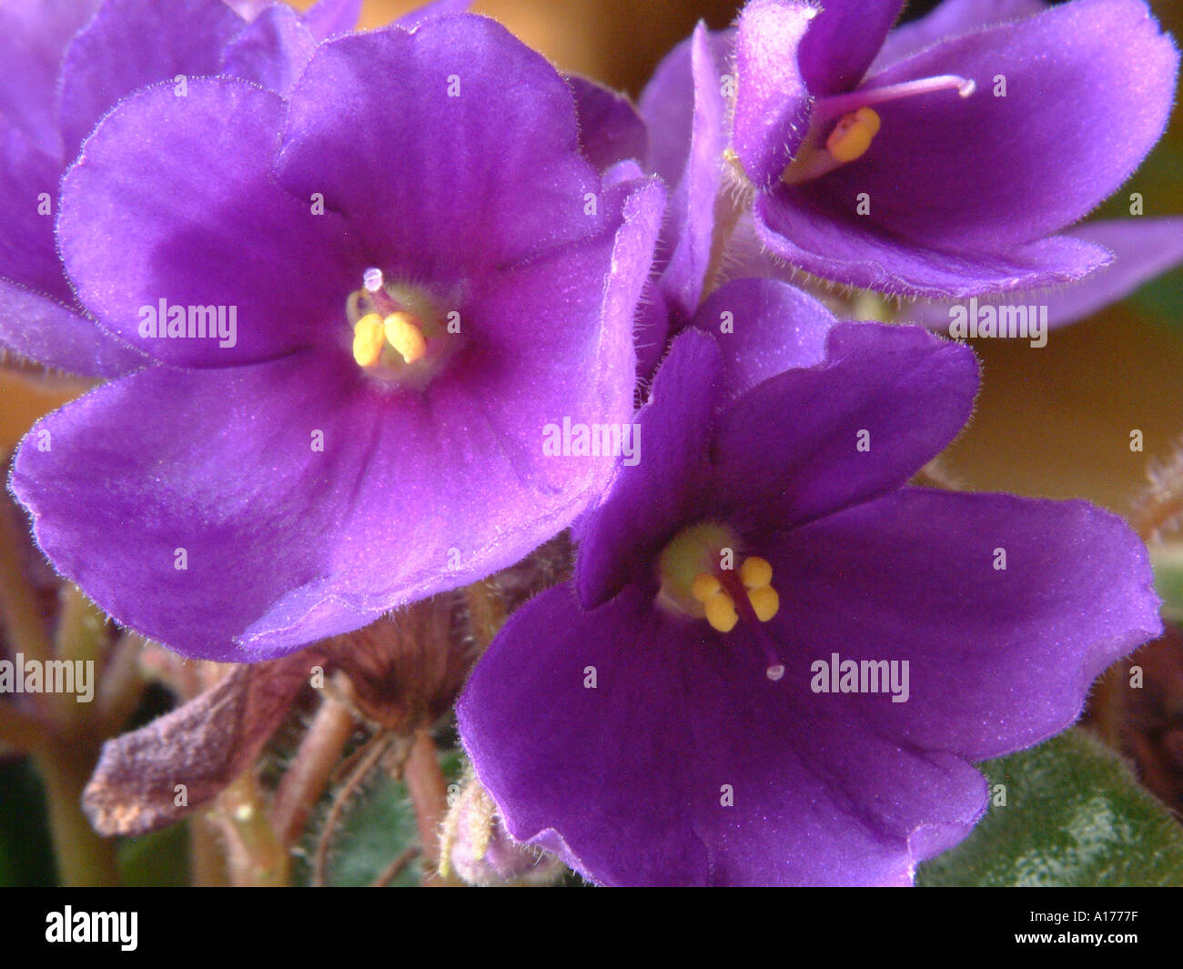 Saintpaulia ionantha Unknown standard African Violet Stock Photo - Alamy