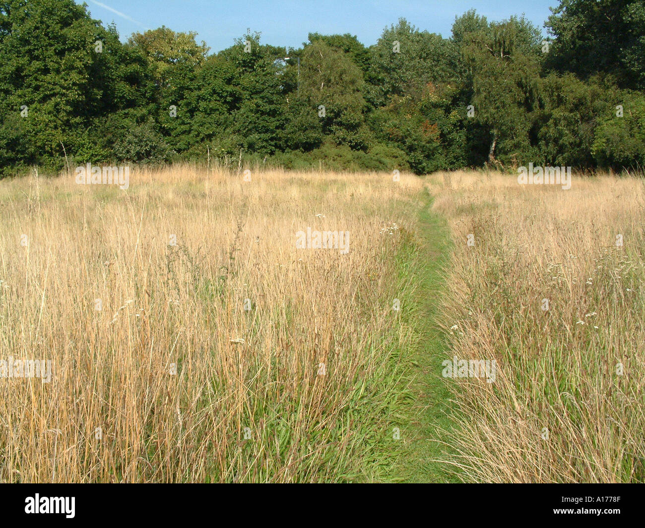 Putney common hi-res stock photography and images - Alamy