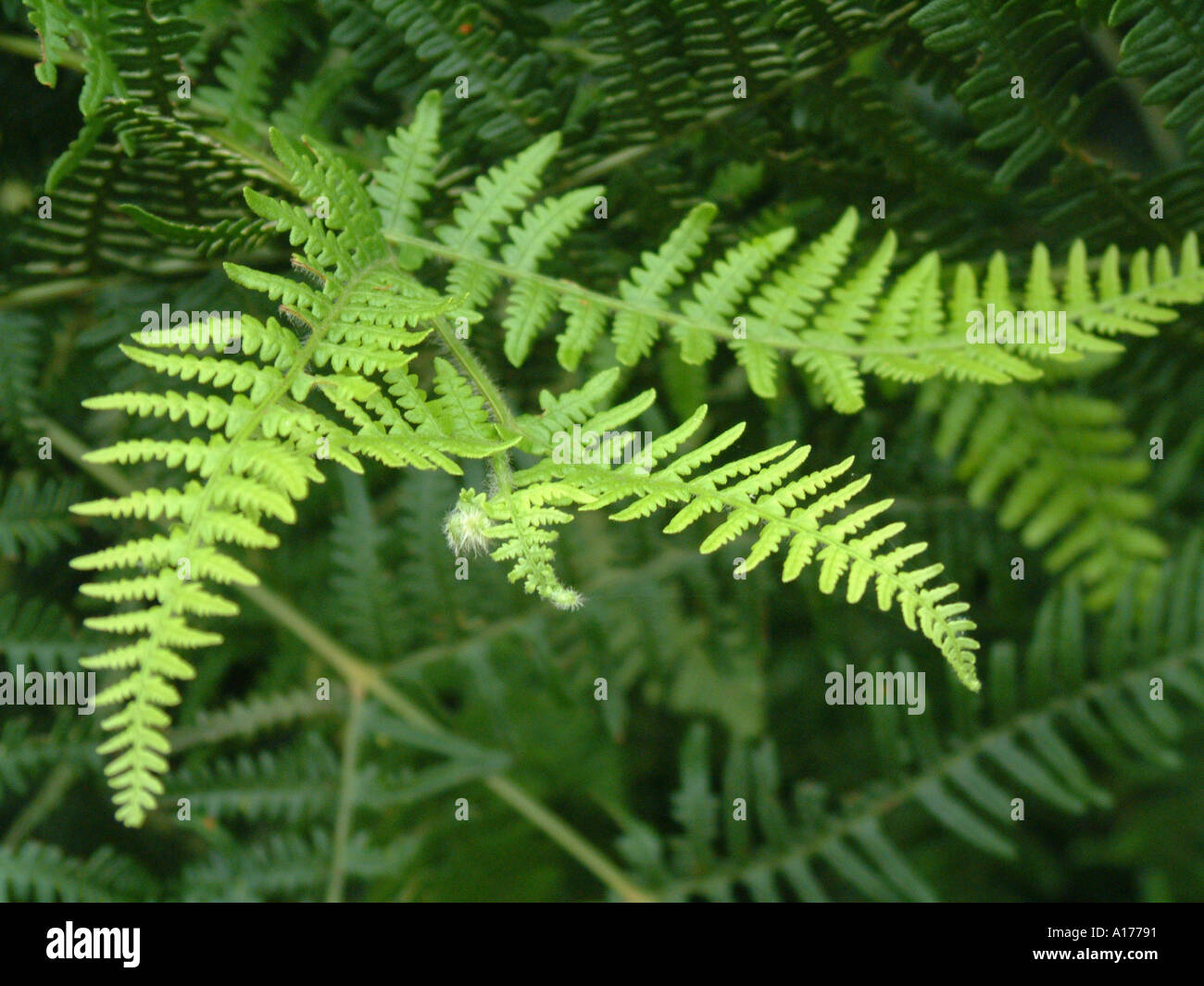 Fronds unfurled hi-res stock photography and images - Alamy
