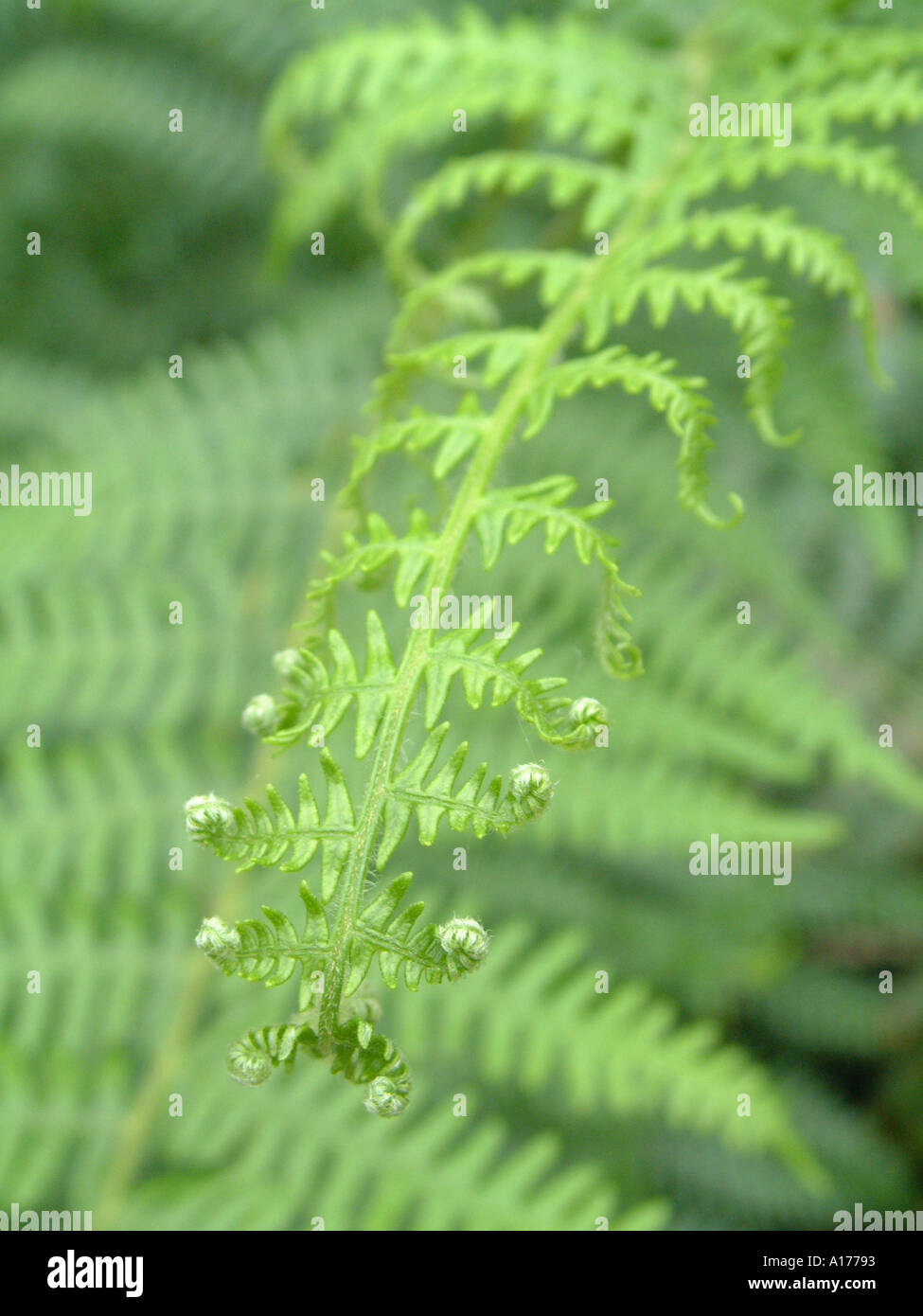 Bracken fronds unfurling hi-res stock photography and images - Alamy