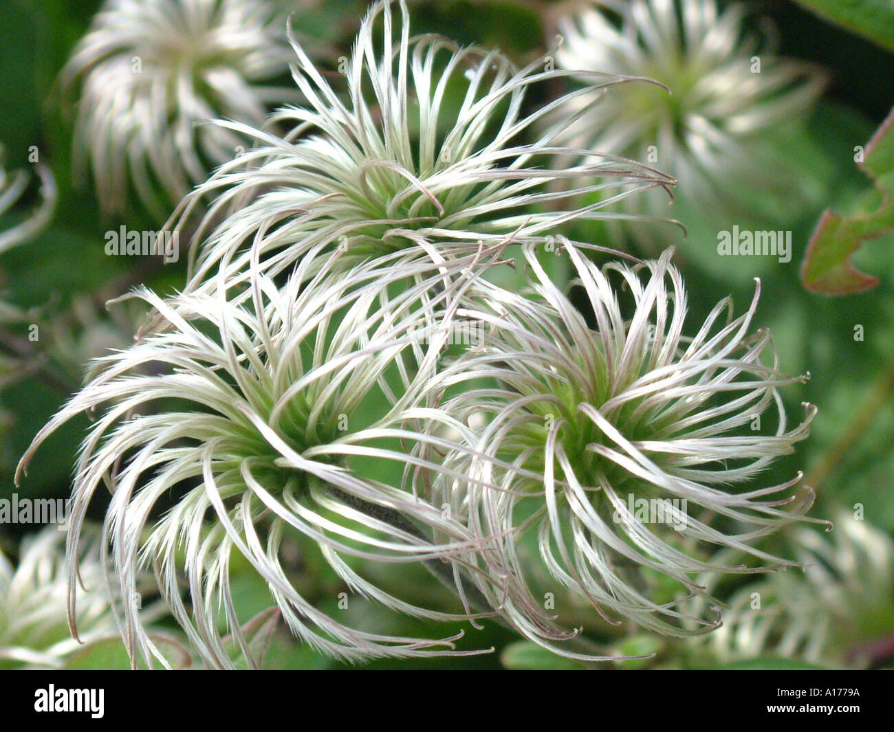 Fluffy seedheads of Clematis tangutica Stock Photo - Alamy