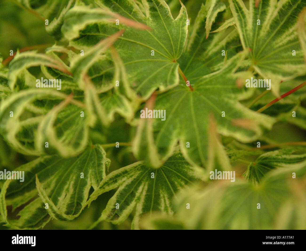 Higasayama hi-res stock photography and images - Alamy