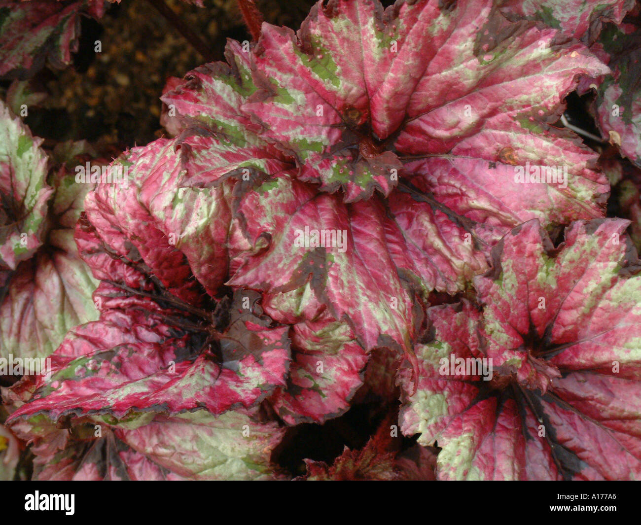 Begonia rex Strawberry Swirl Foliage Begonia grown for its spectacular ...