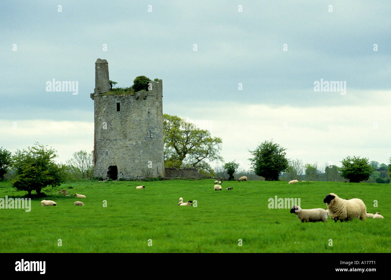 Sheep Castle Sheep The Ring of Kerry Ireland Irish farm Farmer Stock ...