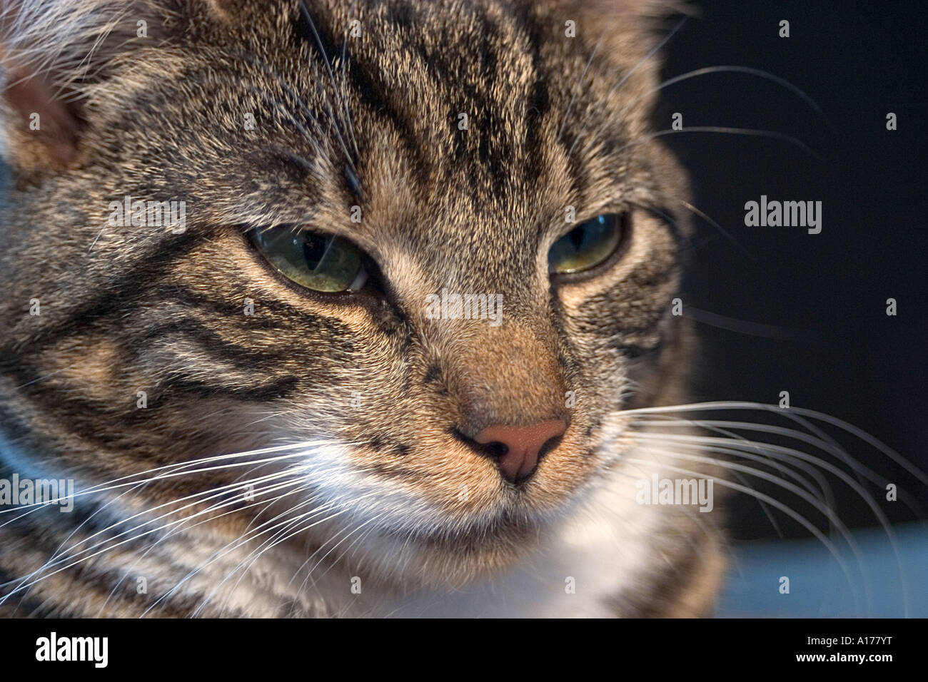 Inertly hi-res stock photography and images - Alamy