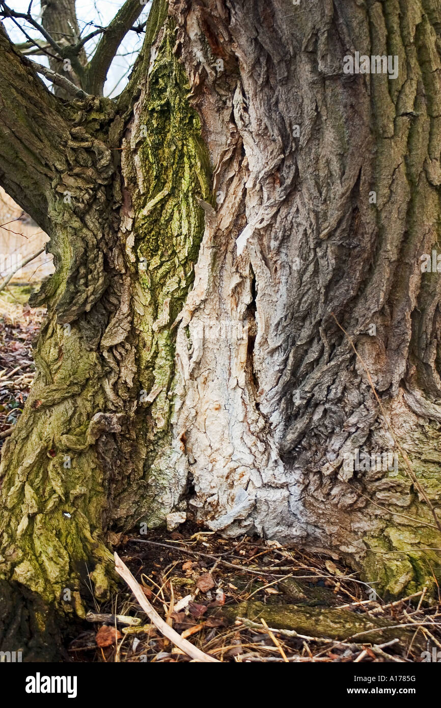 Decayed trunks hi-res stock photography and images - Alamy