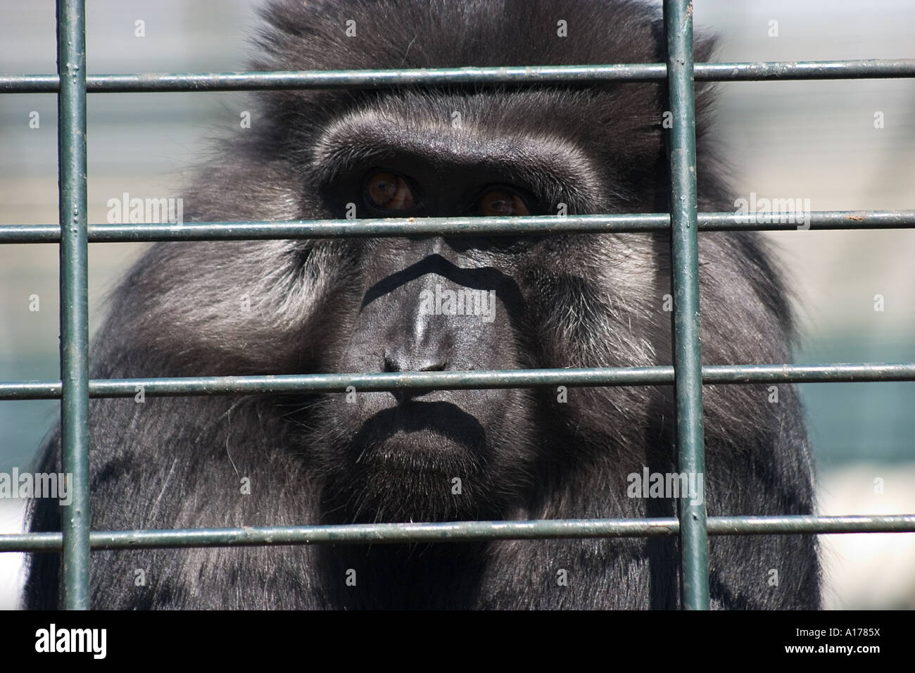 Monkey locked up hi-res stock photography and images - Alamy