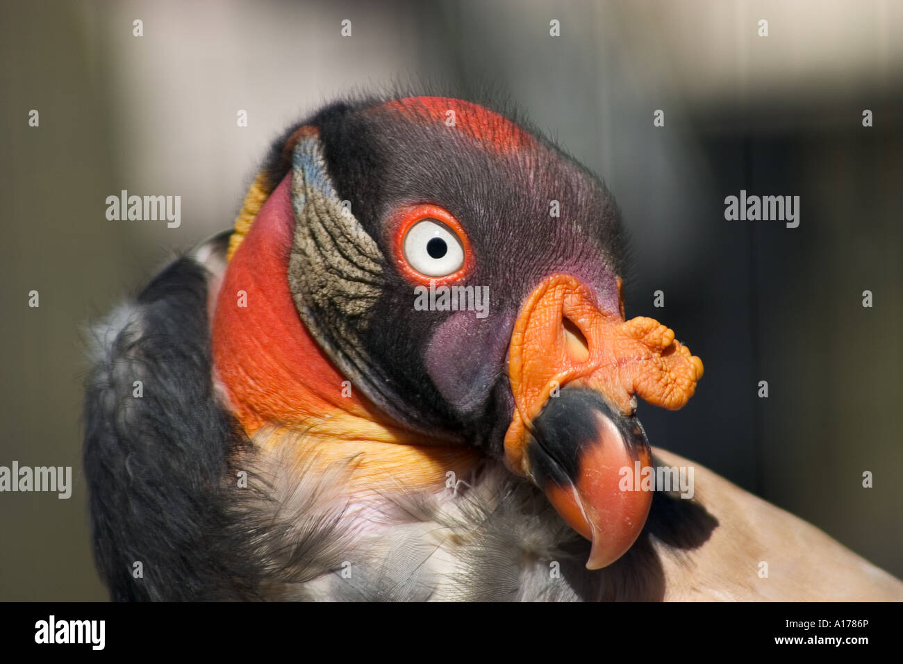 Vultures skin hi-res stock photography and images - Alamy