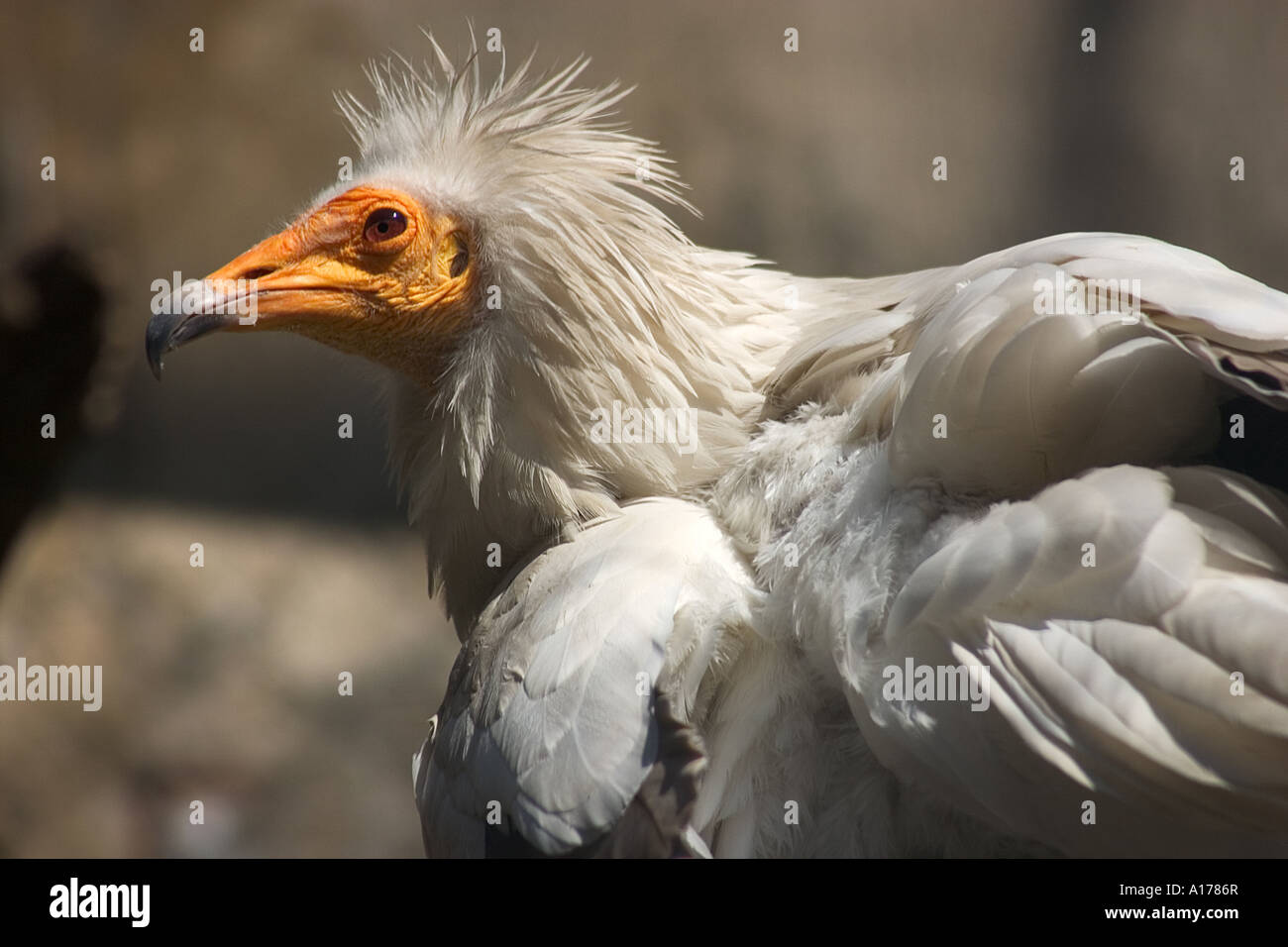 Vultures skin hi-res stock photography and images - Alamy