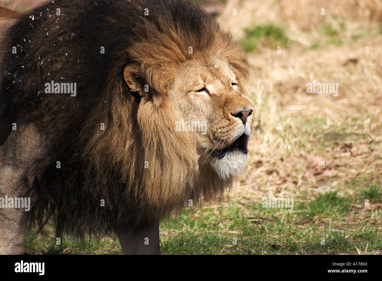 Animal crest hi-res stock photography and images - Alamy