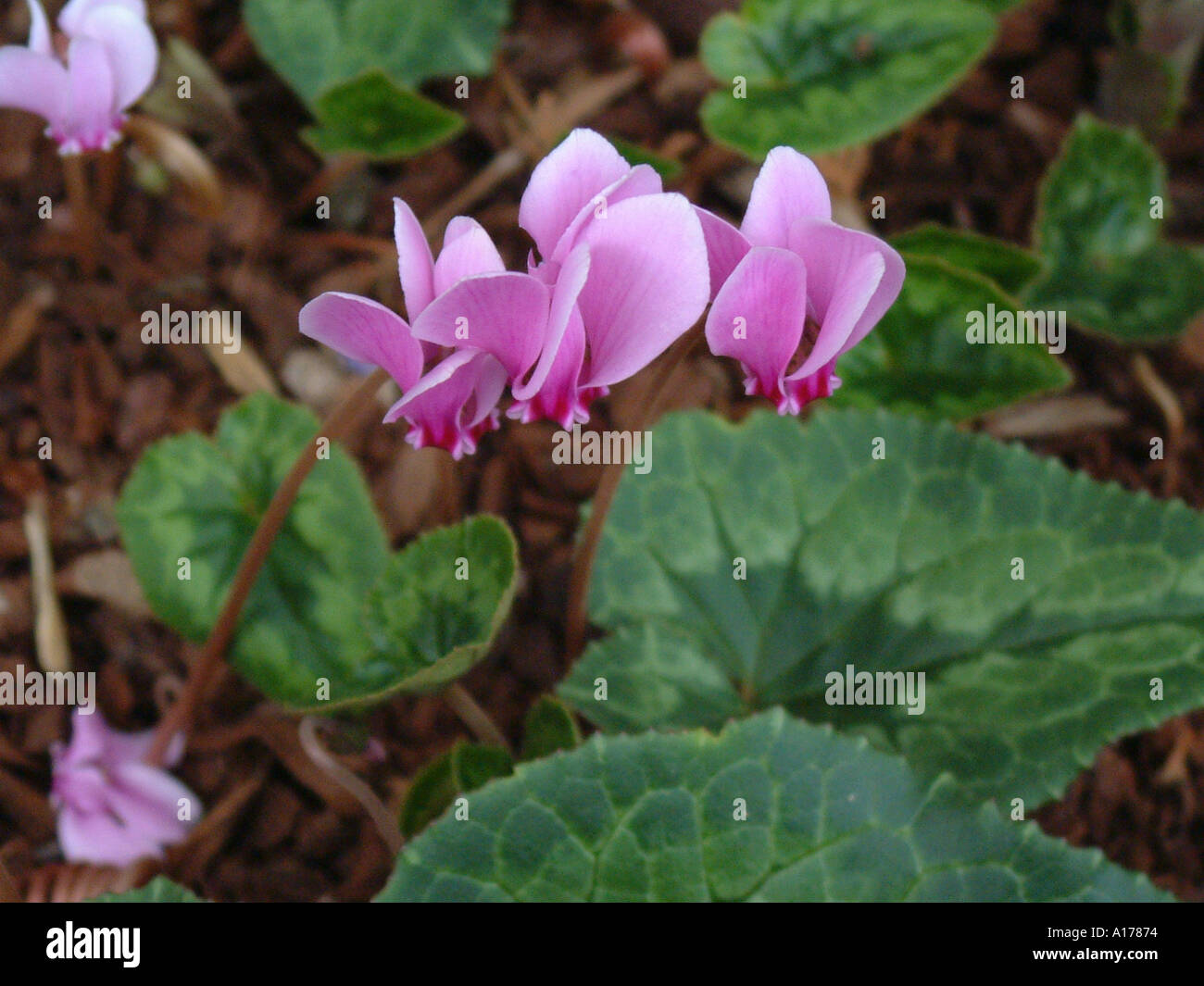 Cyclamen hederifolium Flowering under a tree Stock Photo - Alamy