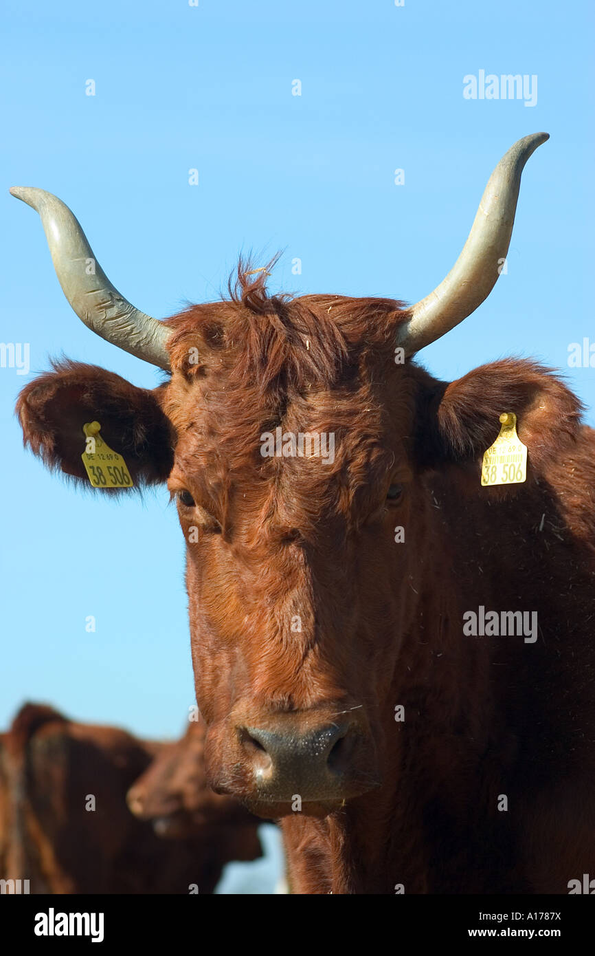 Cow furs hi-res stock photography and images - Alamy