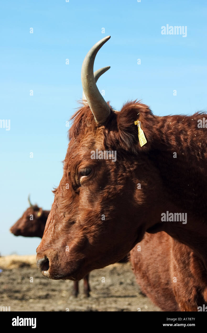 Cow furs hi-res stock photography and images - Alamy
