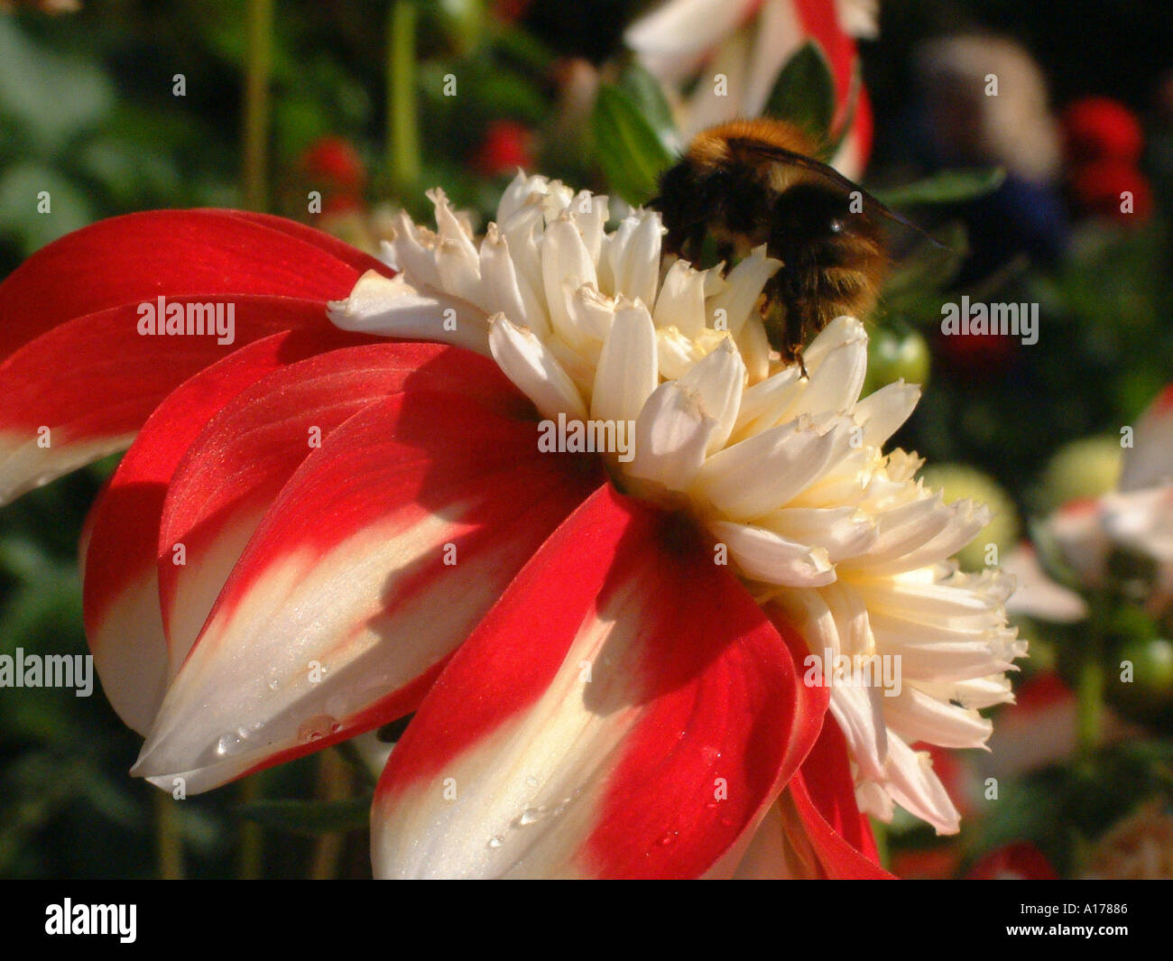 Asahi chohji hi-res stock photography and images - Alamy