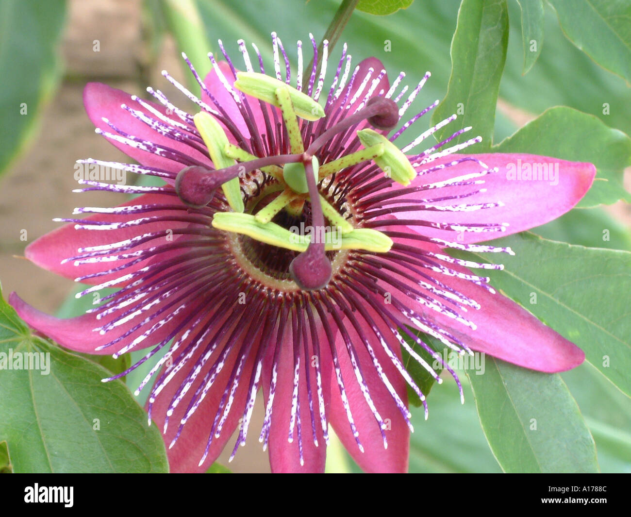 Passiflora x violacea Violet coloured passion flower top view Stock ...