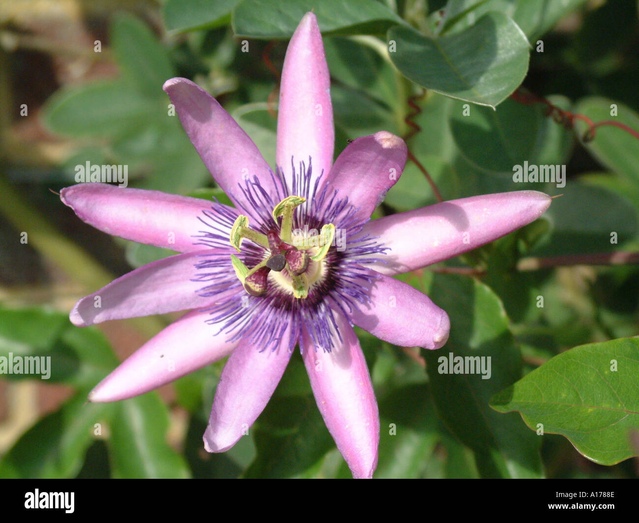 Passiflora Amethyst Thought to be Passiflora x violacea variety Stock ...