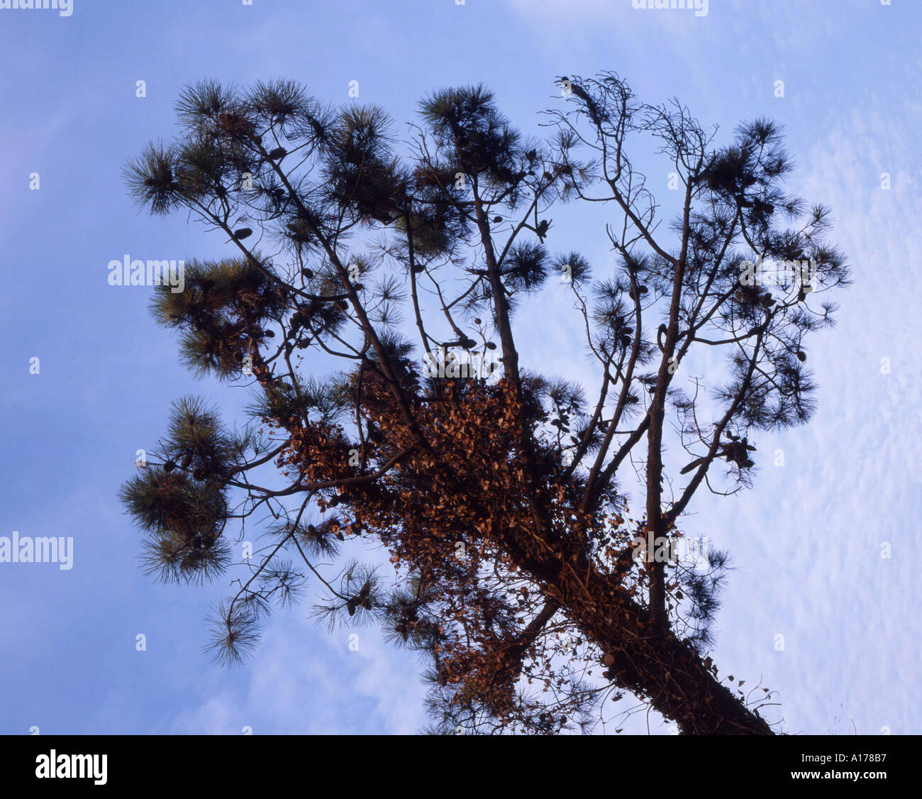 Branch of a pine tree botanical gardens Victoria Park Bath Spa ...